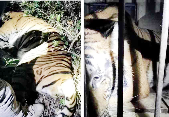 वन विभाग ने ट्रैंक्युलाइज के बाद पकड़ा बाघ - Corbett Halchal (कॉर्बेट हलचल)