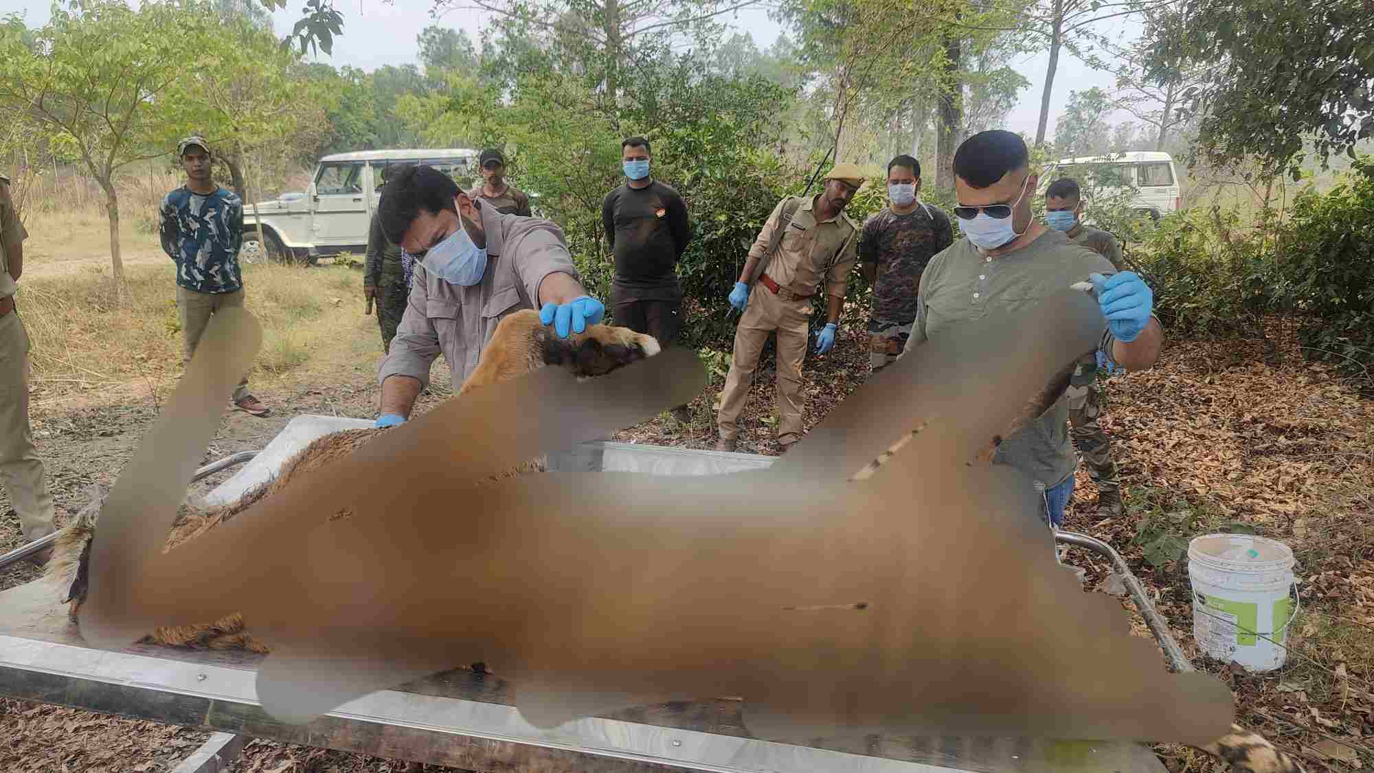 बिग ब्रेकिंग-रामनगर झिरना रेंज में मिला मादा बाघ का शव, मौत के कारणों की जांच जारी - Corbett ...
