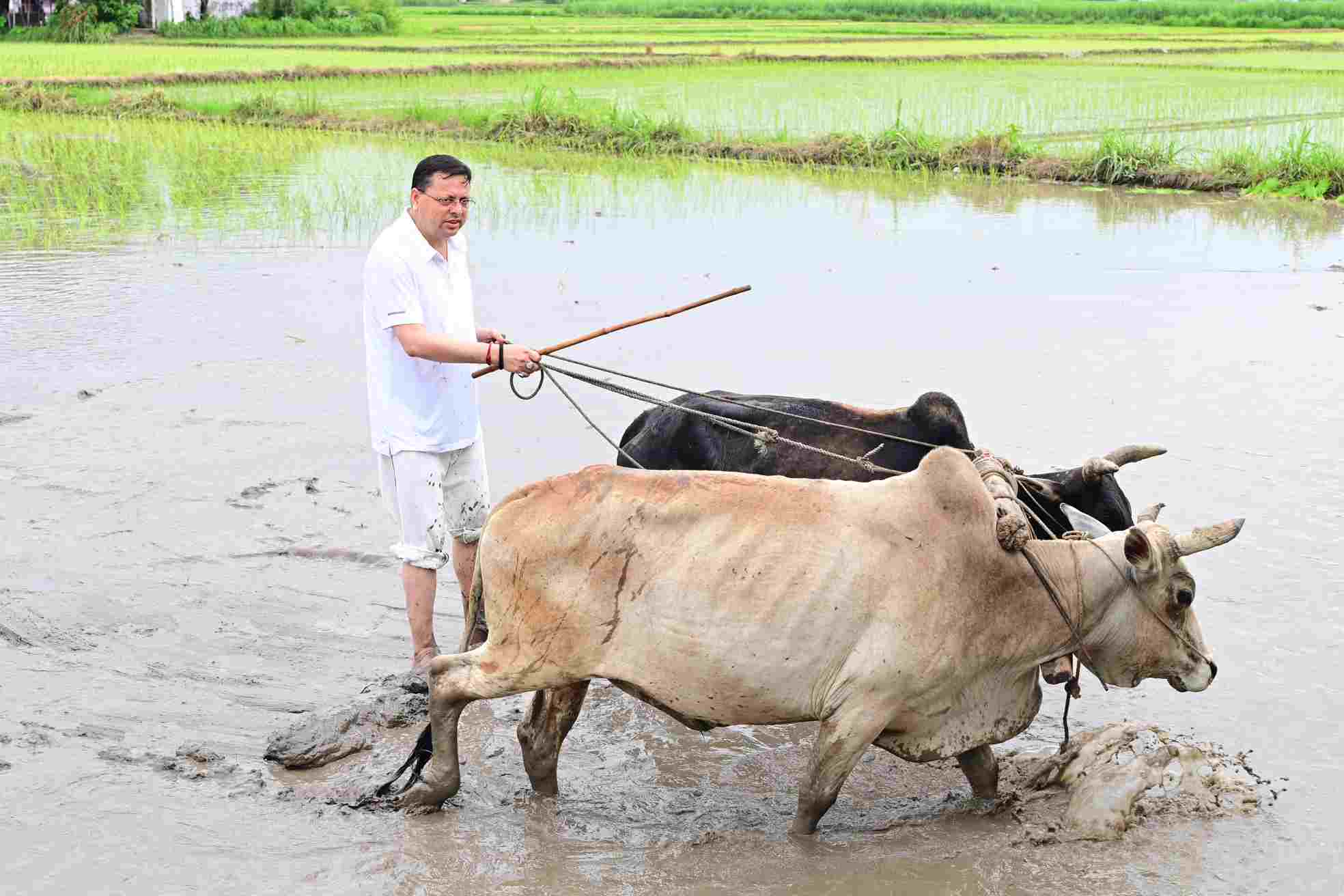सीएम धामी ने की धान रोपाई, किसानों के श्रम को किया नमन - Corbett ...